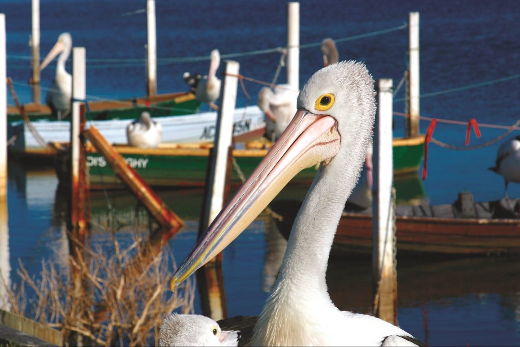 Windang Beach Tourist Park - Destination Wollongong