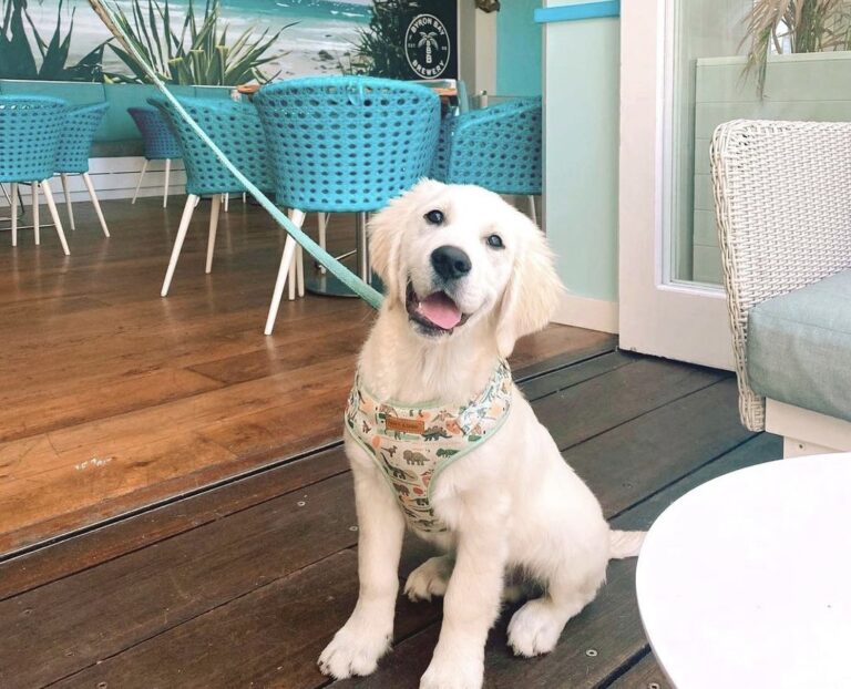 Paws and Play - Destination Wollongong