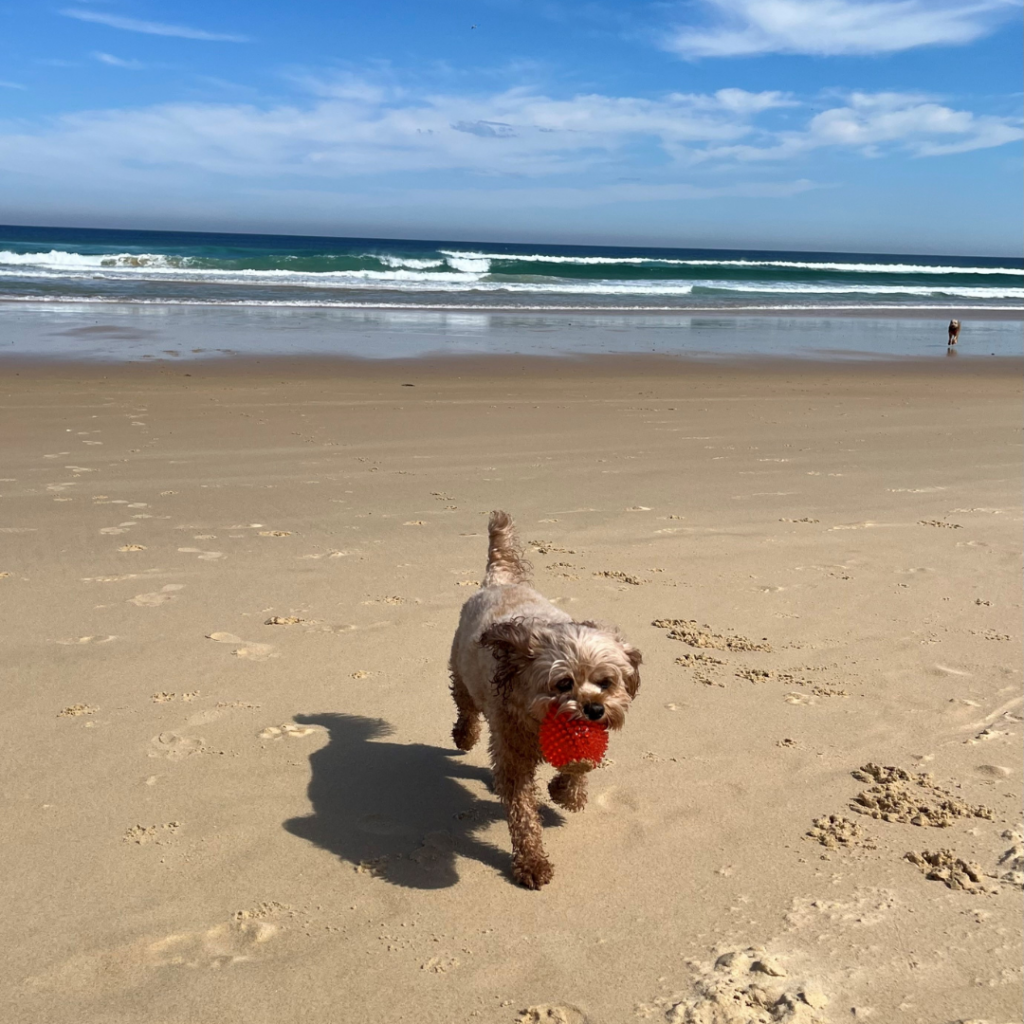 Pet Friendly Adventures in Wollongong