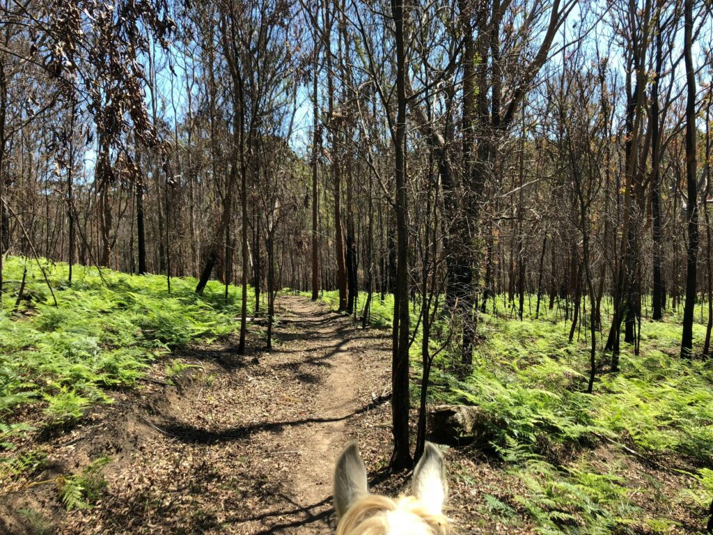 Darkes Forest Riding Ranch - Destination Wollongong